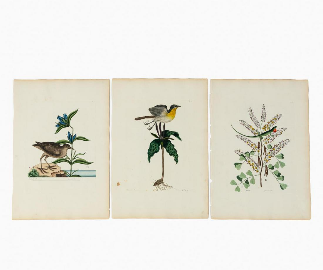 Set Of Three, Mark Catesby Lizard And Birds