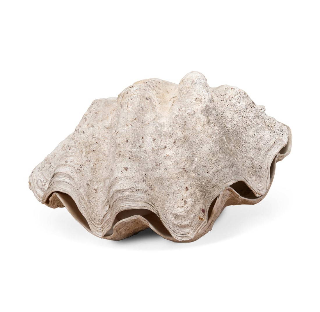 Large Complete Giant Clam Shell With Both Halves Auction