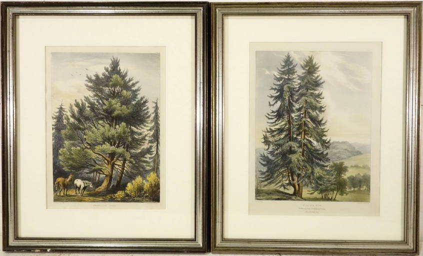 H.w. Burgess, (2) Arboreal Color Lithographs