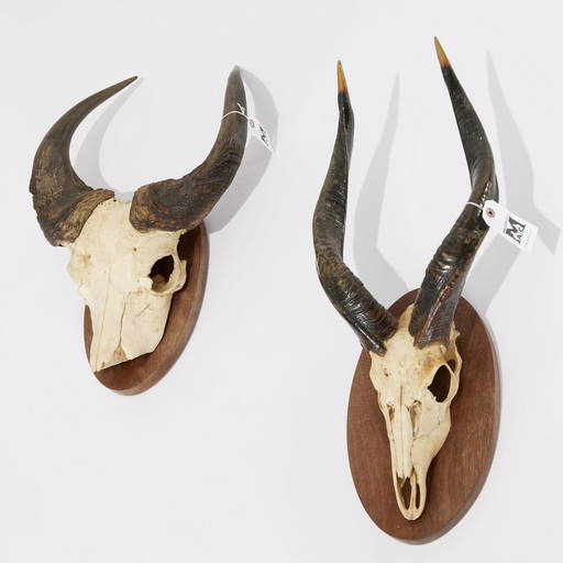 European Style Trophies, Gazelle & Water Buffalo