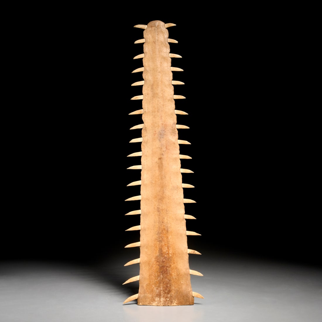 Sawfish Bill Rostrum Auction