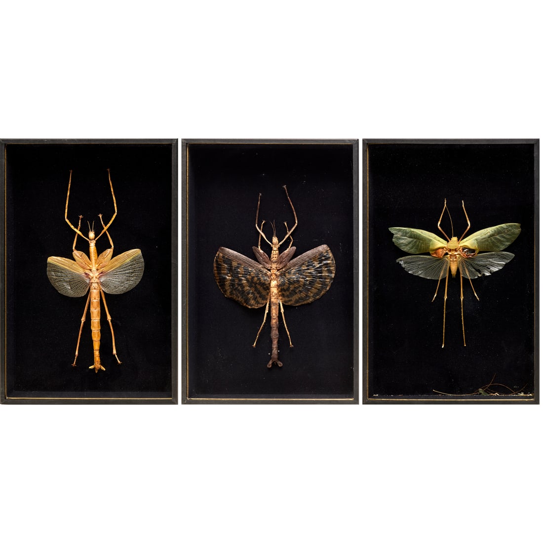 (3) Mounted Giant Insect Specimens - Jun 12, 2025 | Millea Bros Ltd In Nj