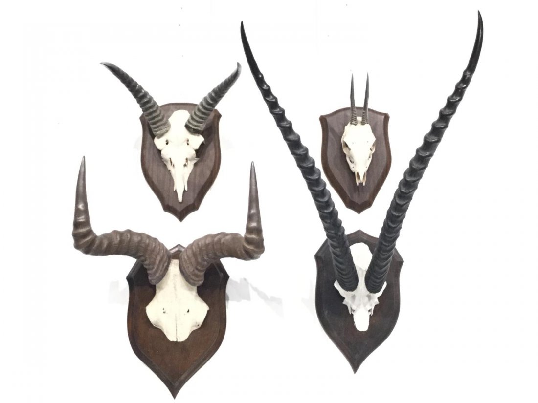 (4) horned skull cap taxidermy mounts