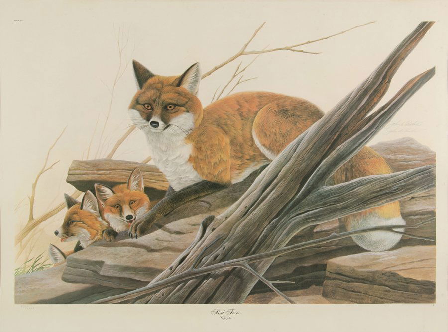 John A. Ruthven, (american, Born 1924), Red Foxes,
