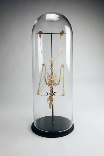 Rare Taxidermy Skeleton Of Giant Bat