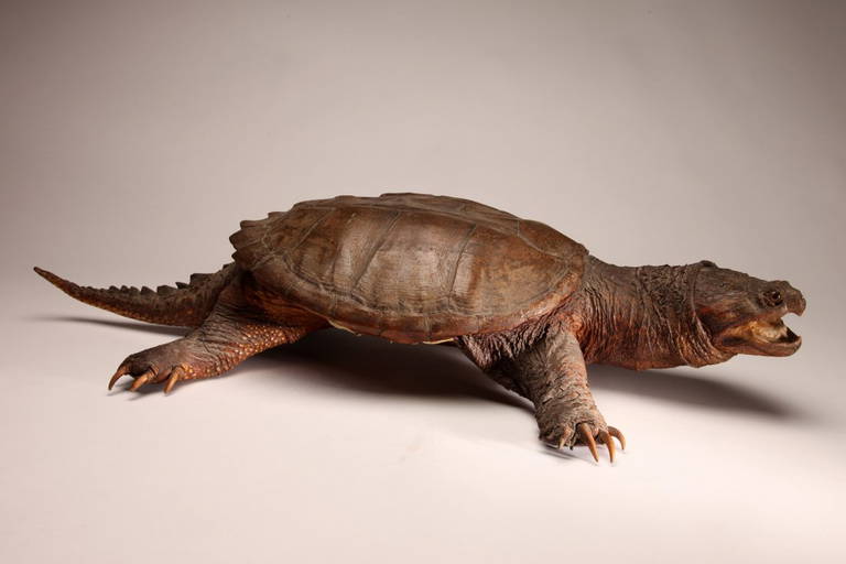 Large Antique Taxidermy Snapping Turtle - Oct 06, 2018 | Associated ...