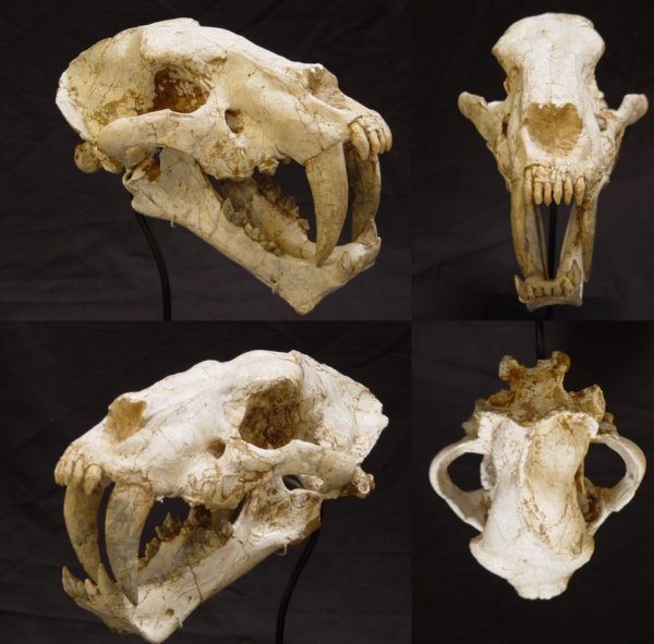 181: Giant Saber-Tooth Cat (MACHAIRODUS) Skull