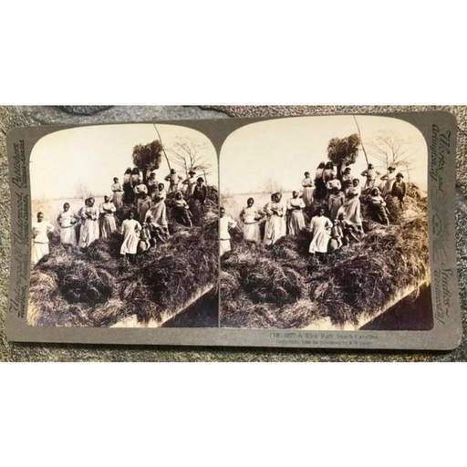 19thc. Sterioview Of Rice Plantation Slaves On Rice