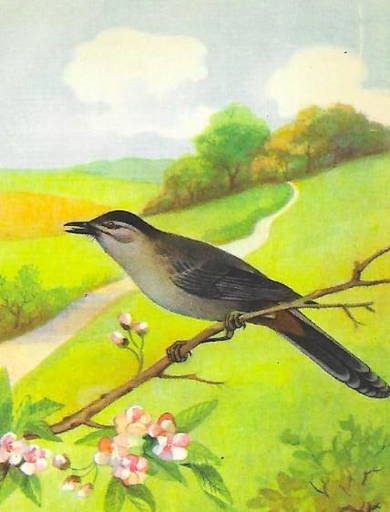 1920's Catbird Color Lithograph Print