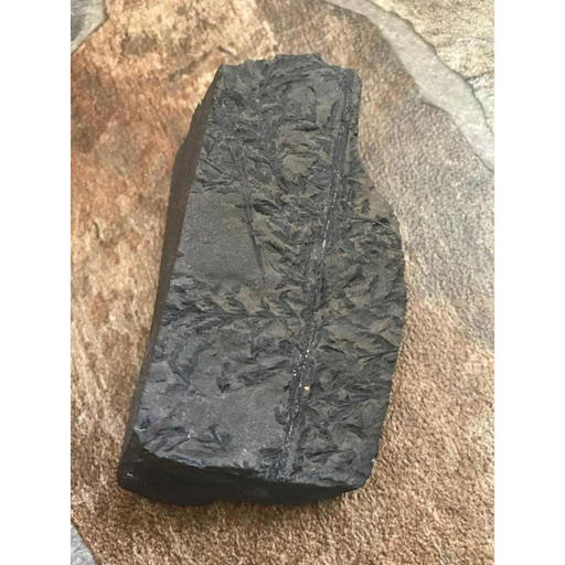 Rare Prehistoric Extinct Fern Fossil Specimen