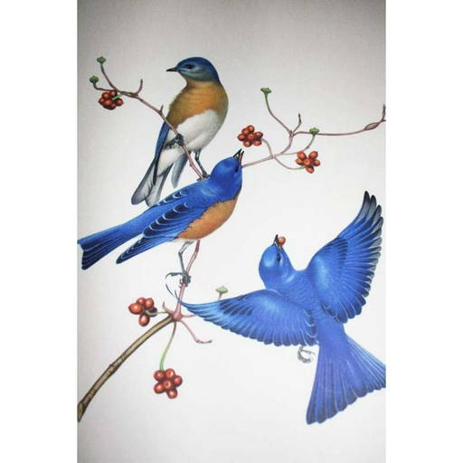 1950 Menaboni Bird Picture Â€“ Eastern Bluebird