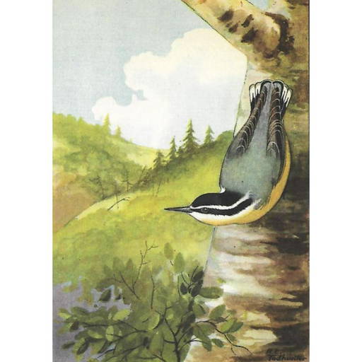 1920's Red Breasted Nuthatch Color Lithograph Print