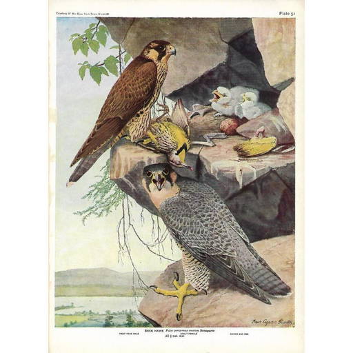 1936 Pearson Birds, Hawks 3 Duck Hawk