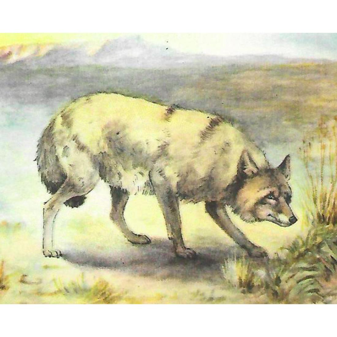 1920's Coyote Color Lithograph Print Auction