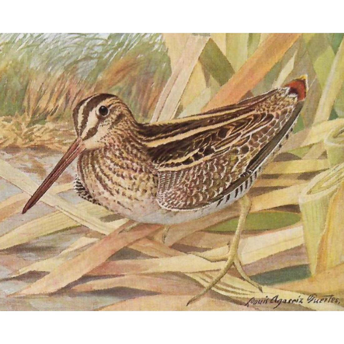 1936 Pearson Birds, #77 Wilson's Snipe Auction