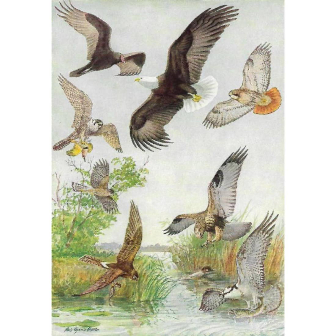 1936 Pearson Birds, Birds Of Prey ( Vulture, Bald Eagle, Hawks, Osprey ...