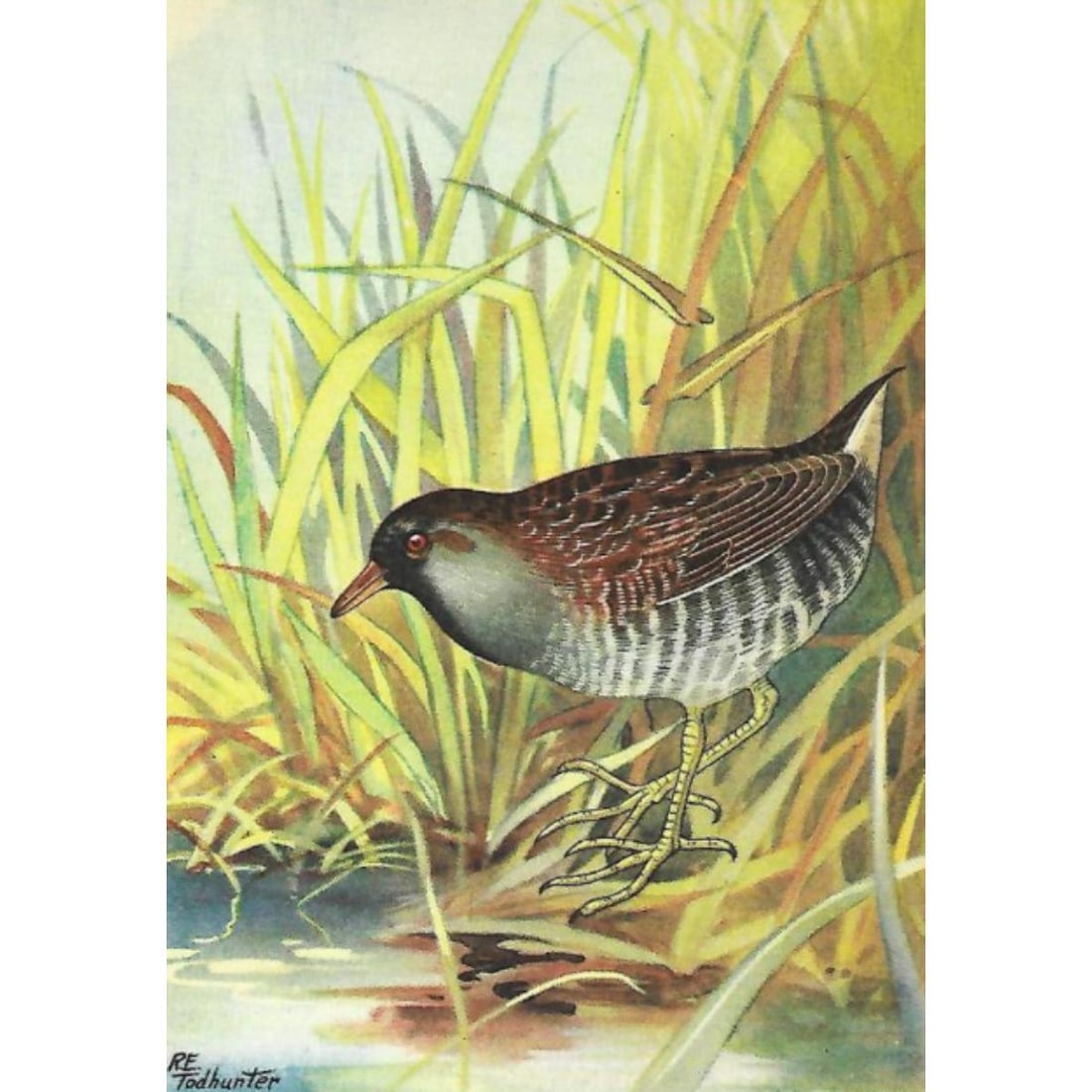 1920's Sora Bird Color Lithograph Print Auction