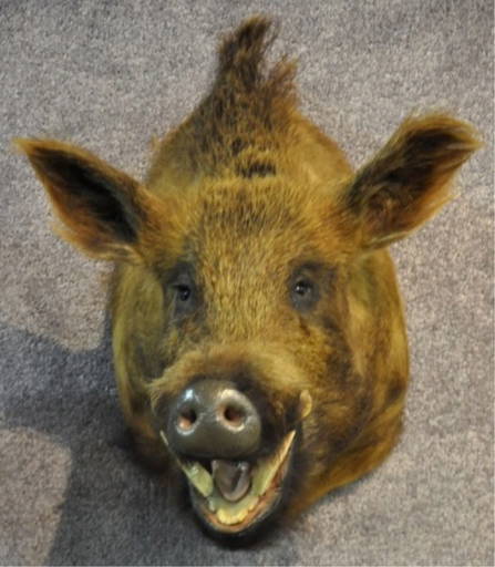 Boar Head Mount