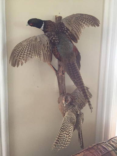 Flying Fowl Pheasants Taxidermy Wall Mount