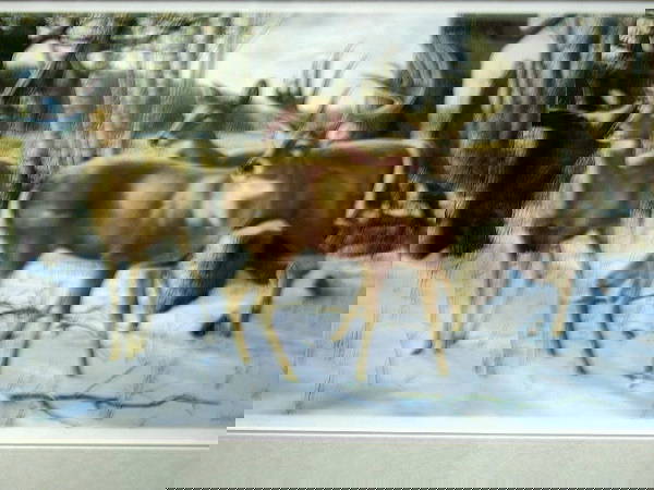 Van Gilder Print White Tail Deer 18 Of 100