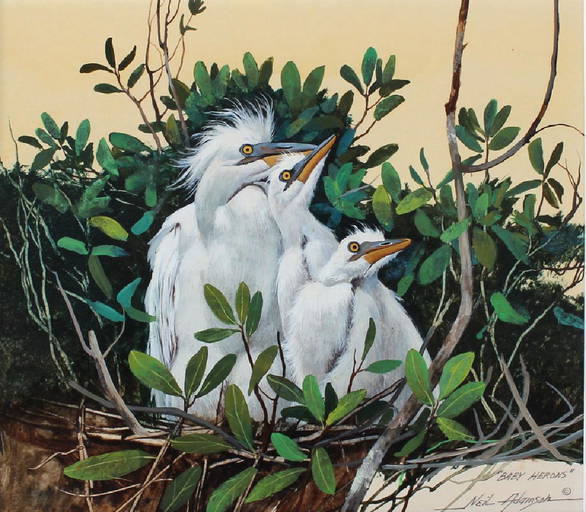 NEIL ADAMSON ORIGINAL PAINTING BABY HERONS - Aug 20, 2017 | Burchard ...