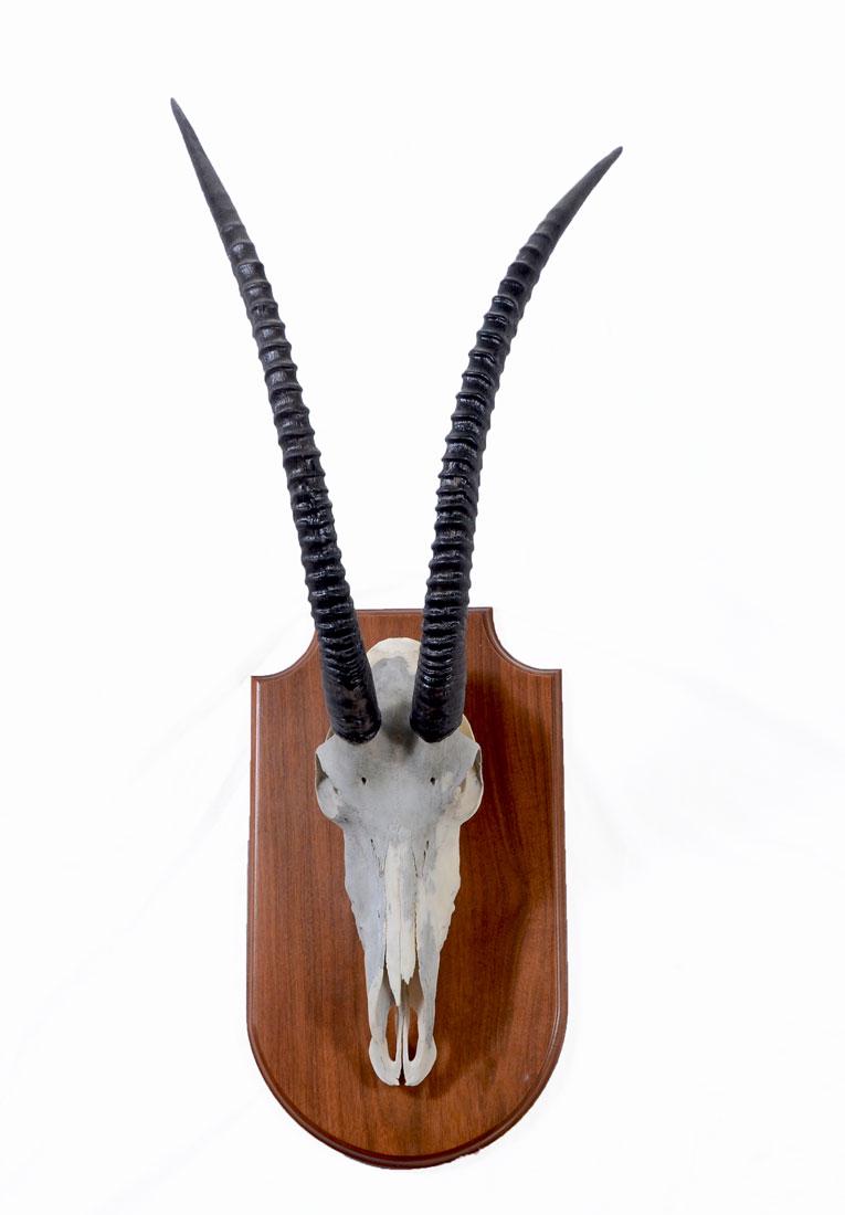 AFRICAN SABLE HORN SKULL TAXIDERMY MOUNT