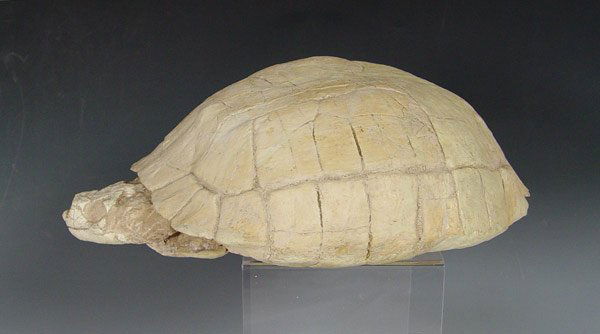251A: FOSSIL TURTLE WITH HEAD