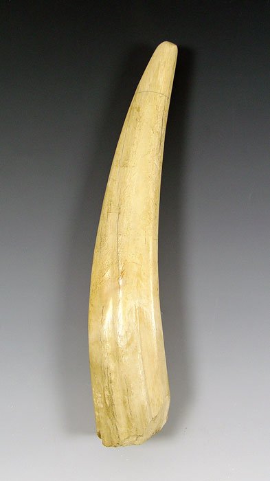 257: LARGE WALRUS IVORY TUSK