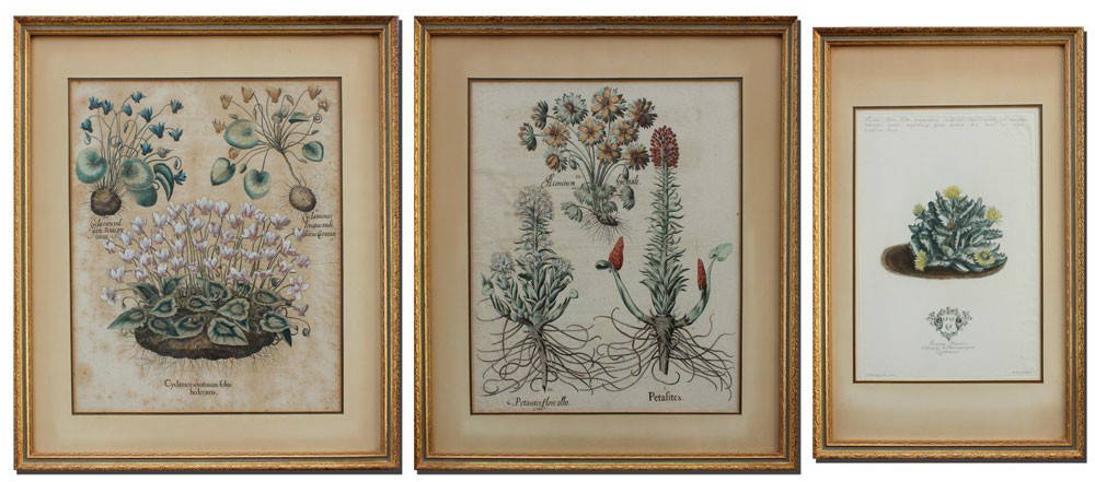 3 Early Botanical Prints Besler?