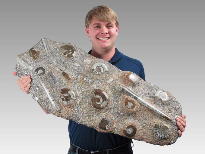 Large Ammonite & Orthoceras Fossil Slab