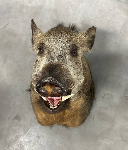 Taxidermy Boar Head Mount