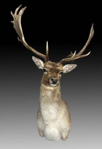 Taxidermy Fallow Deer Mount