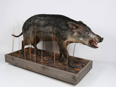 Full Bodied Boar Mount