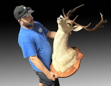 Taxidermy Fallow Deer Mount