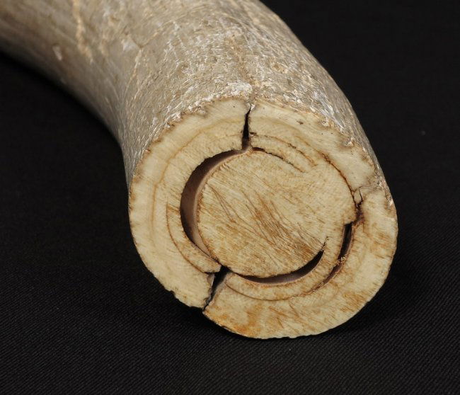 55A: MASTODON IVORY TUSK : Lot 55A