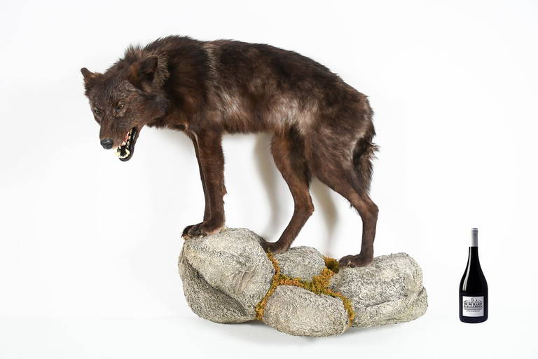 Alaskan Full Body Black Wolf Mount