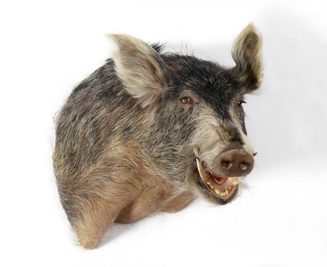 WILD BOAR HEAD TAXIDERMY WALL MOUNT