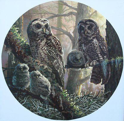 D.l. Rust Spotted Owl Family Painting
