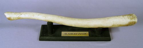 374: LARGE WALRUS OOSIK IN BOX WITH DISPLAY STAND