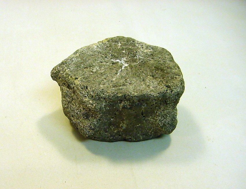 Miocene/pliocene Fossil Toothed Whale Vertebra