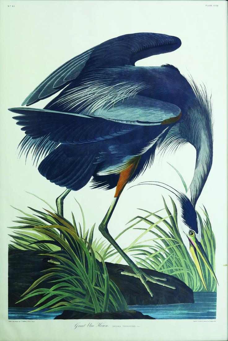 Audubon Amsterdam, Great Blue Heron