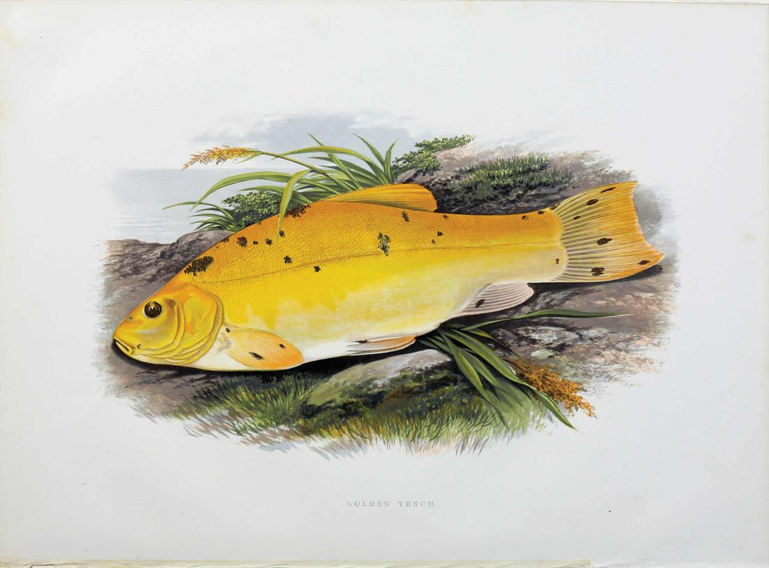 Houghton British Fresh Water Fish