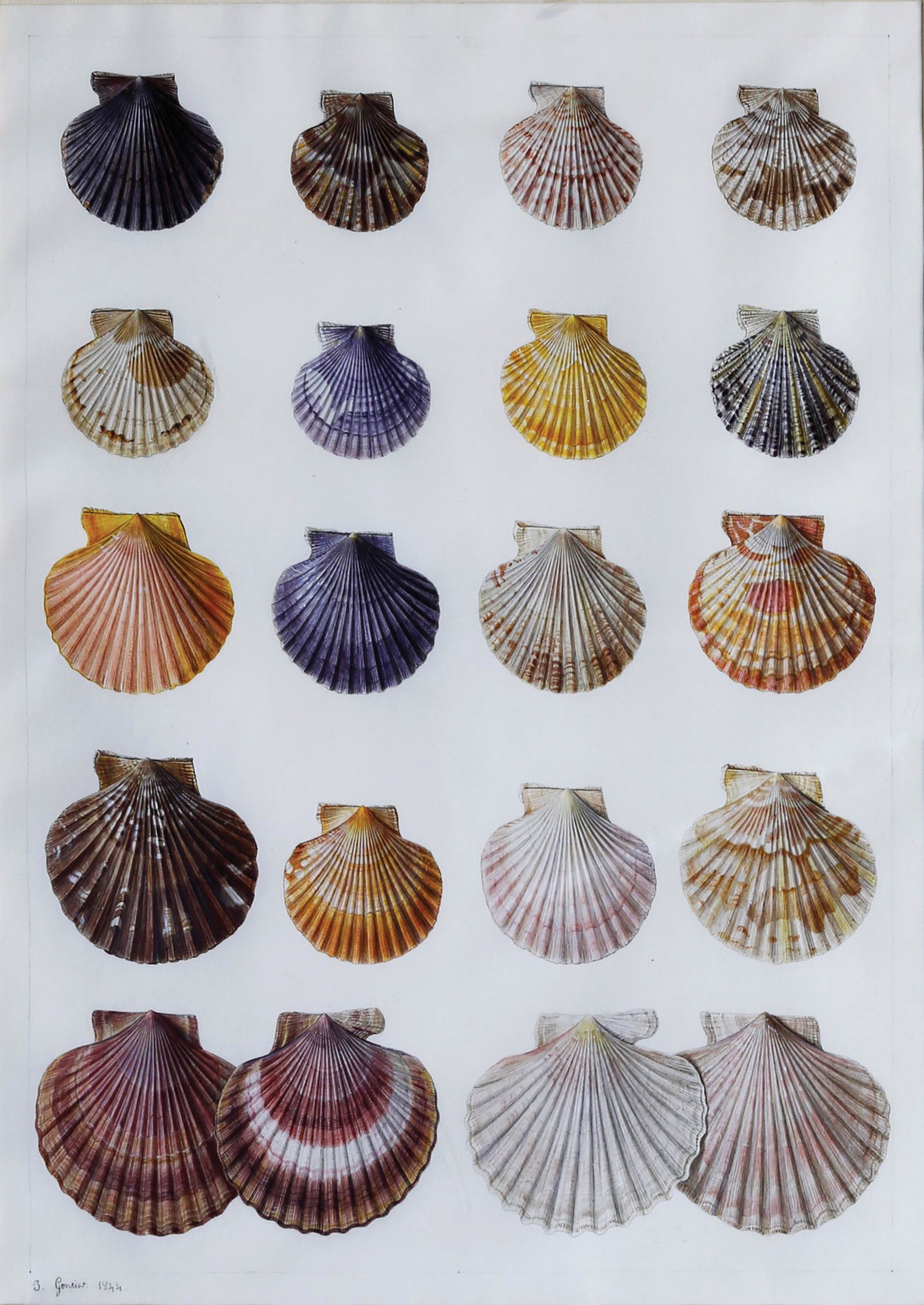 Gautier Watercolor Shell Study - Nov 16, 2019 | Arader Galleries in NY
