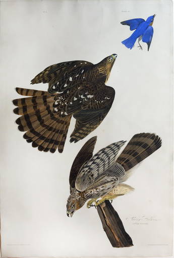 Audubon Aquatint, Stanley Hawk