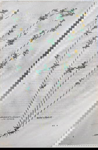 Fuchs Botanical Engraving From De Historia Stirpium, Plate 819