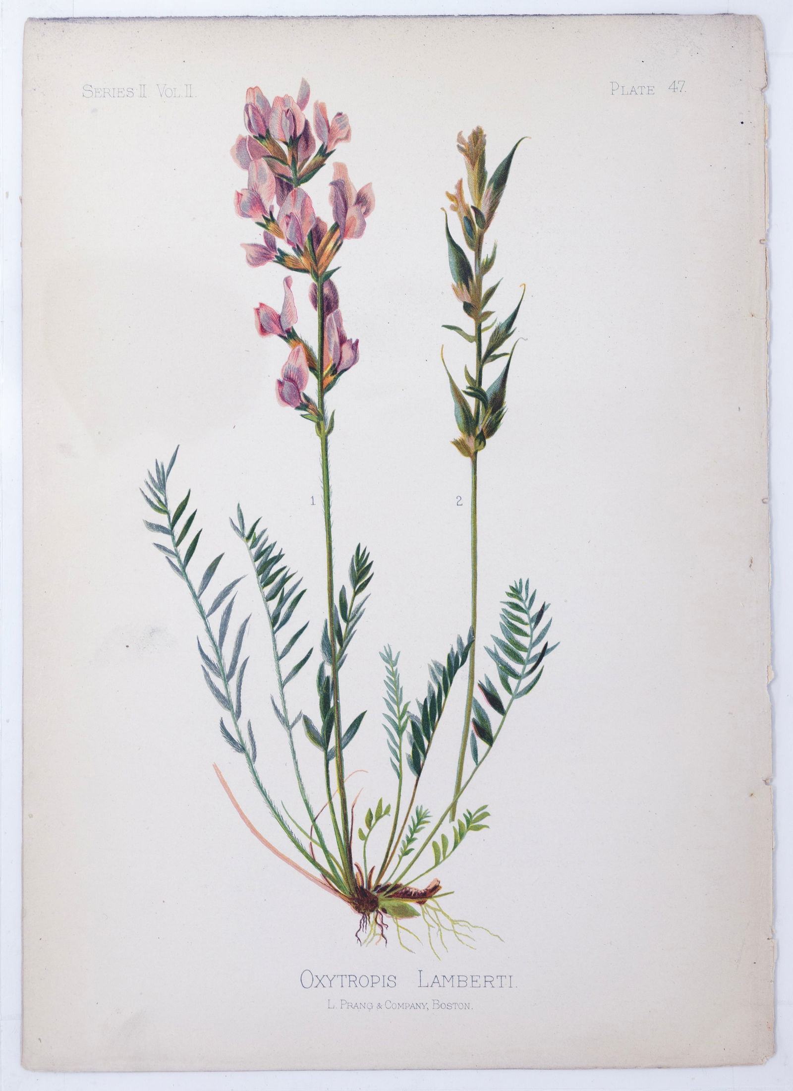 Thomas Meehan Chromolithograph - Oxytropis Lambertii (purple Locoweed ...