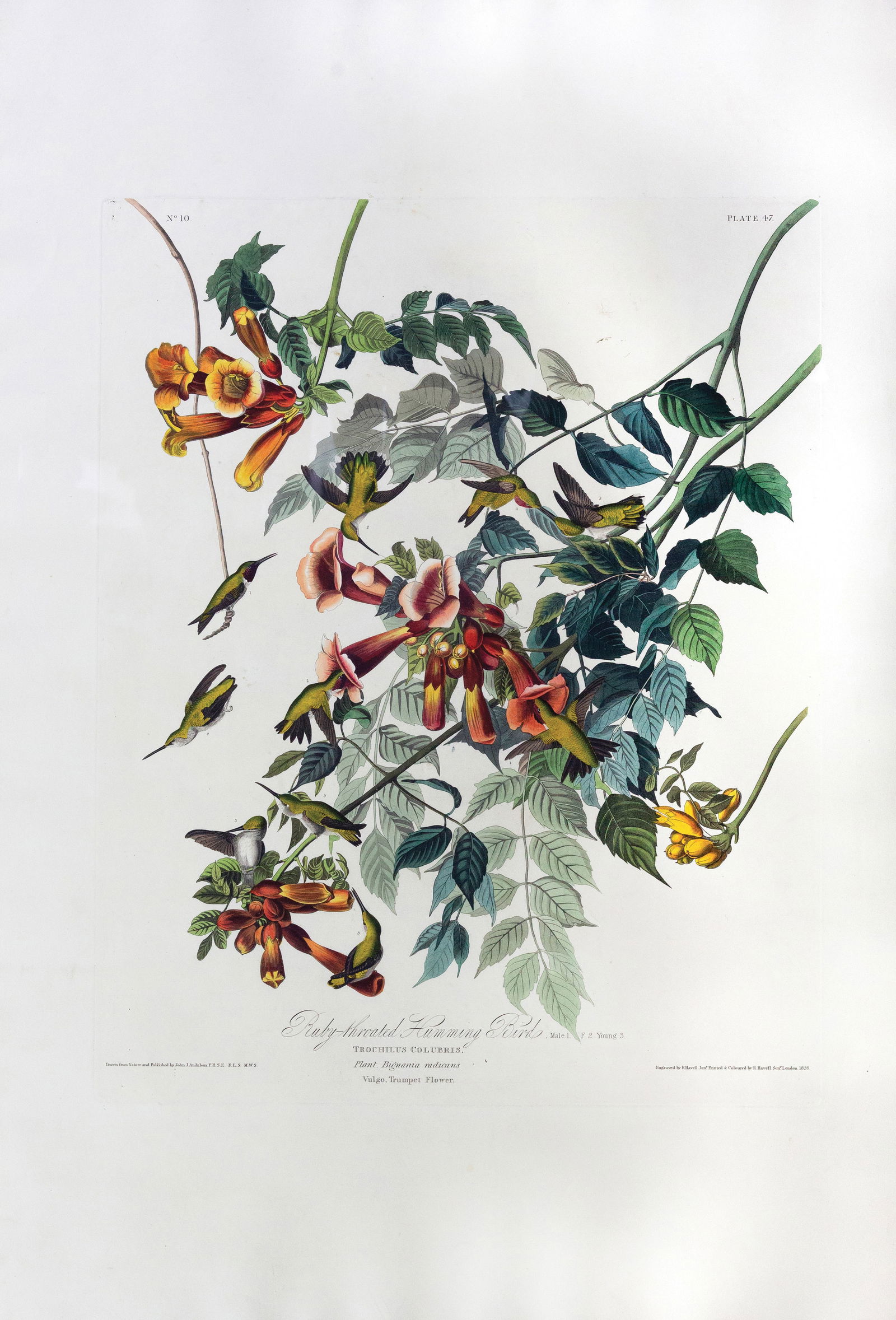 Arader Galleries June 14 2025 Auction starts on 6/14/2025