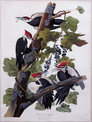 Arader Galleries, NY - Upcoming Auctions & 62 Past Catalogs