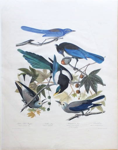 Yellow Billed Magpie, Plate 362