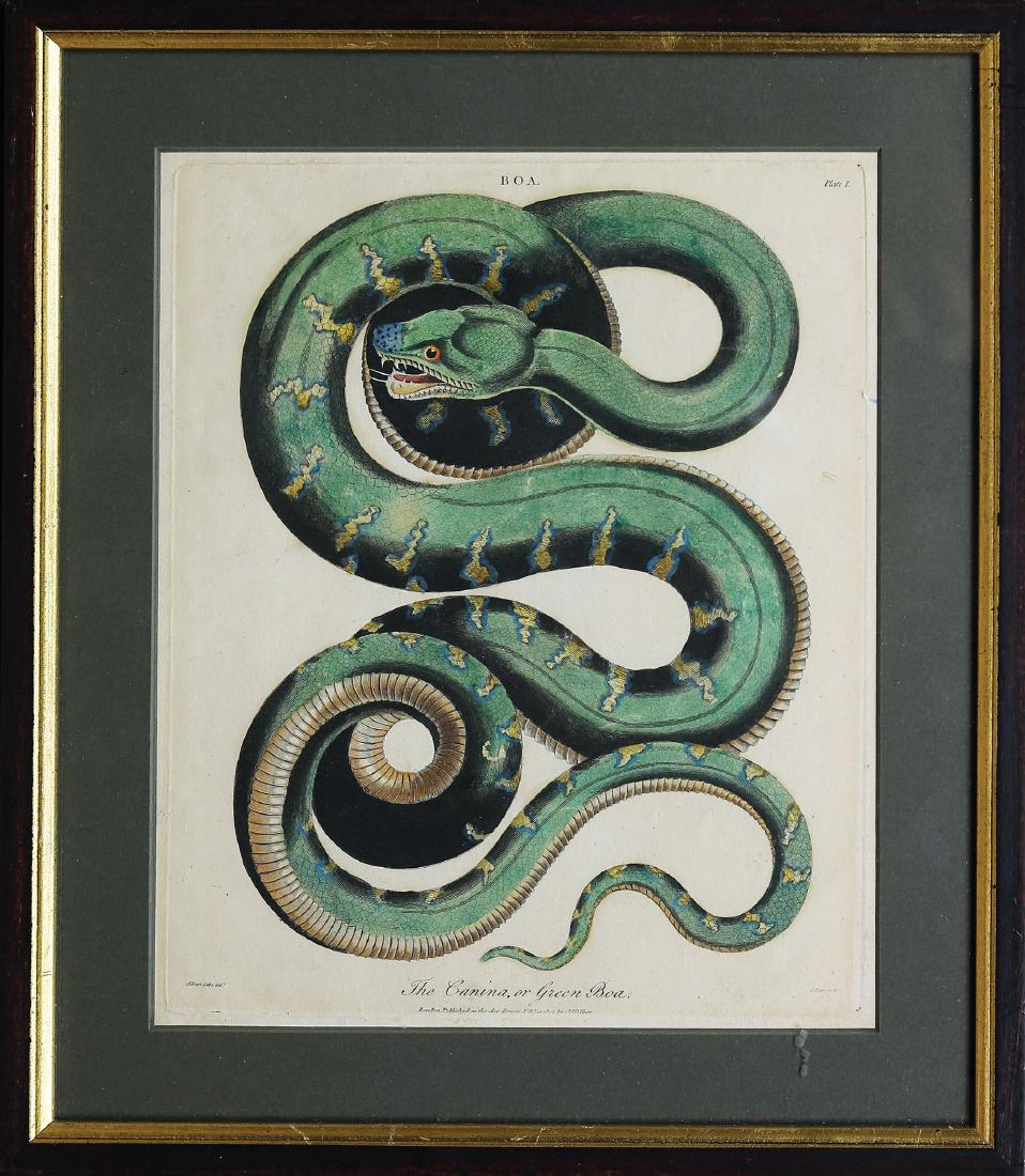 Albertus Seba Snake Engraving